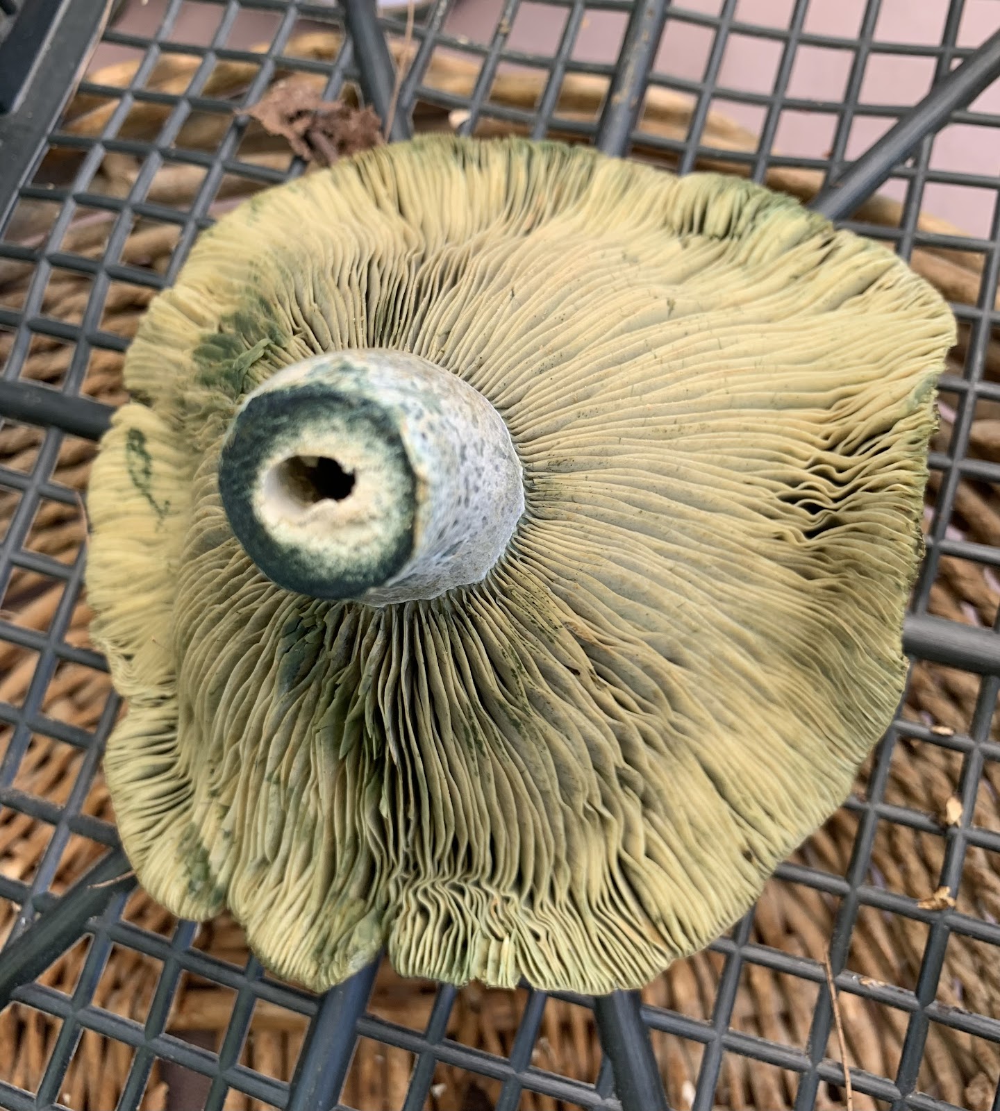Fun With Fungus! 🍄 - Dufferin Grove Farmers' Market